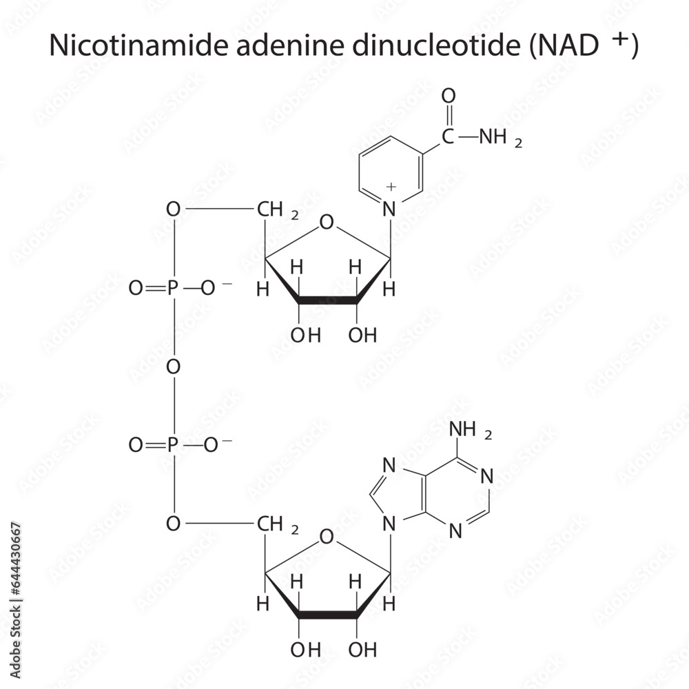 Vecteur Stock Structure of NAD+ (Nicotinamide adenine dinucleotide - biomolecule schemiatic ...