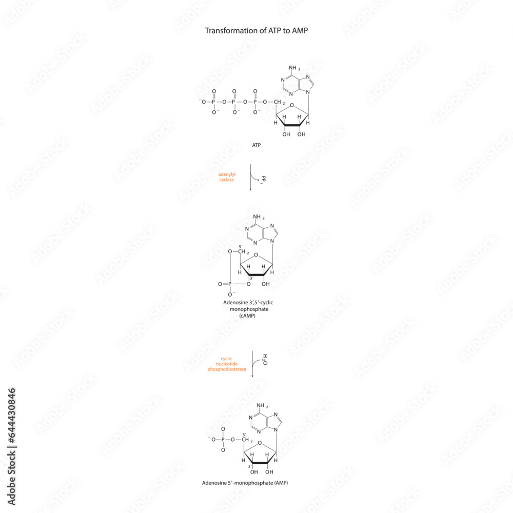 Biotransformation of ATP to AMP via enzymatic synthesis and hydrolysis ...