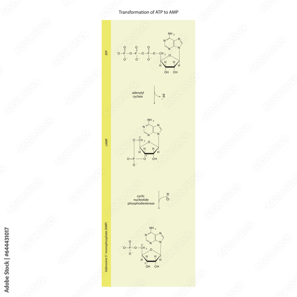 Biotransformation of ATP to AMP via enzymatic synthesis and hydrolysis ...
