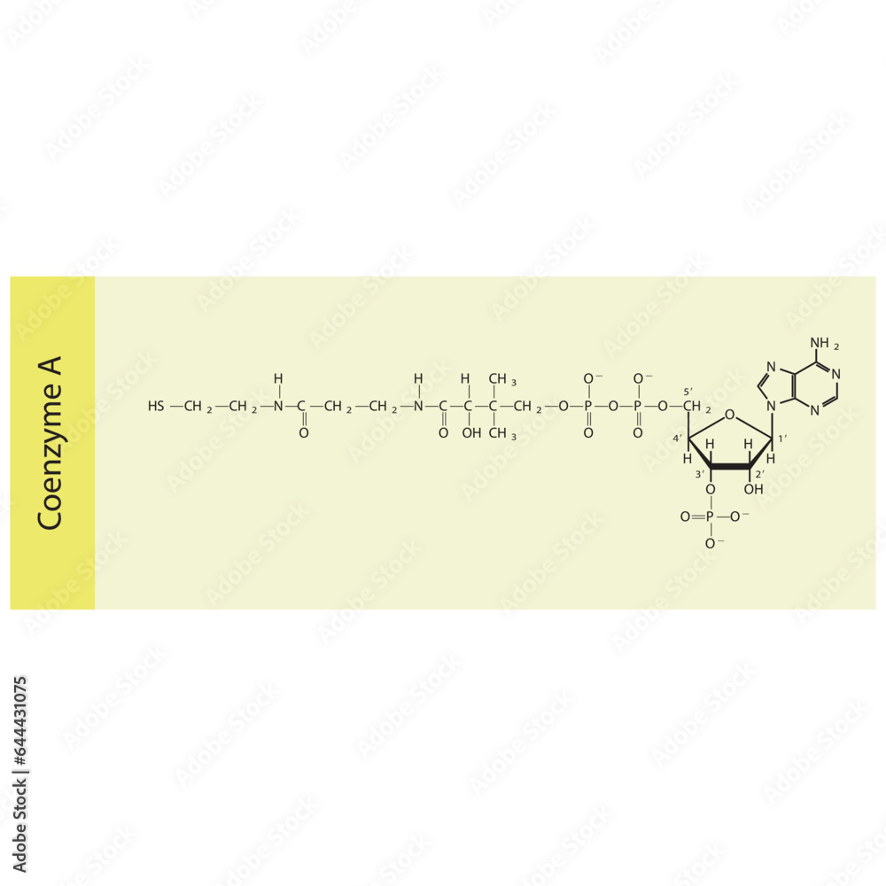 Structure of Coenzyme A biomolecule, co factor skeletal structure ...