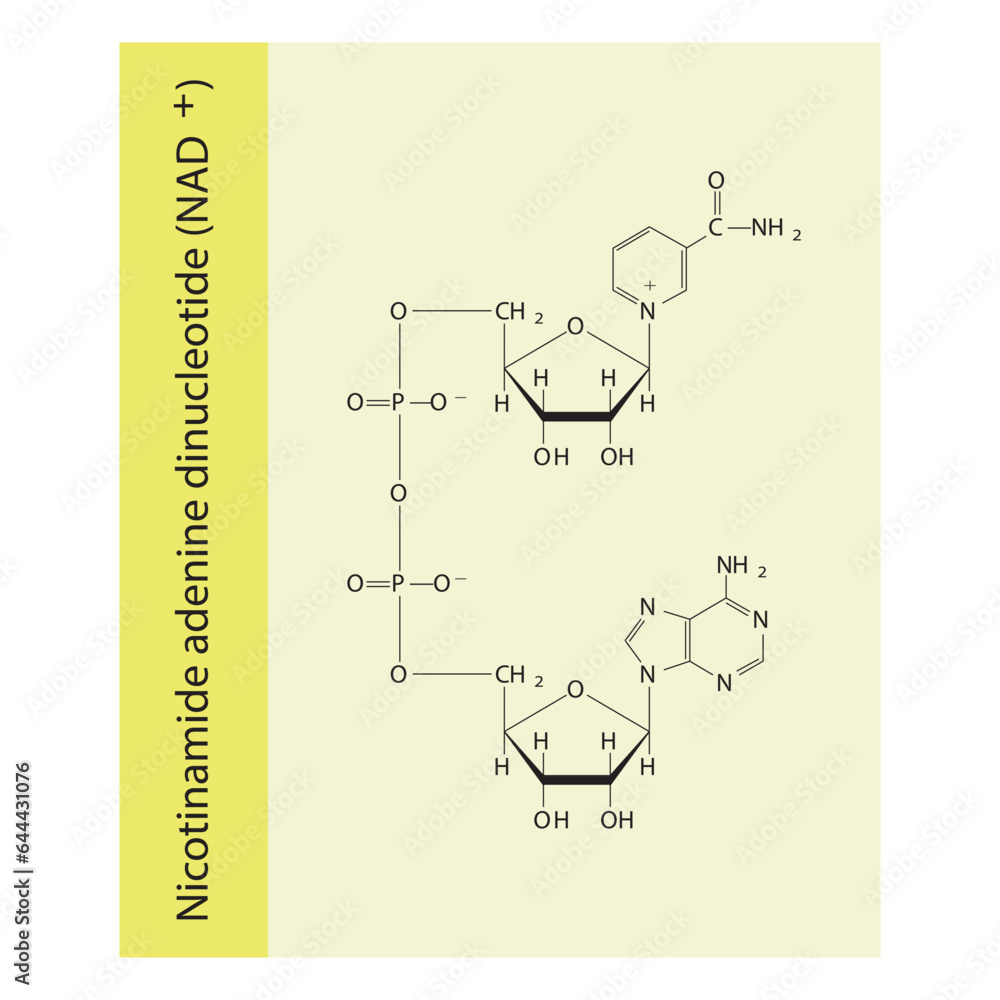 Structure of NAD+ (Nicotinamide adenine dinucleotide - biomolecule schemiatic skeletal structure ...