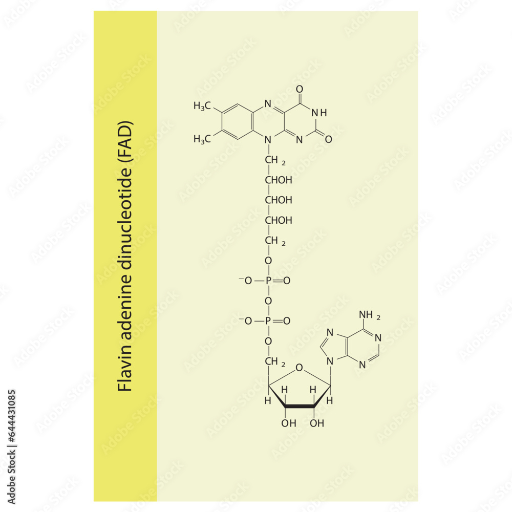 Structure of FAD (Flavin Adenine Dinucleotide) biomolecule, skeletal structure diagram on on ...