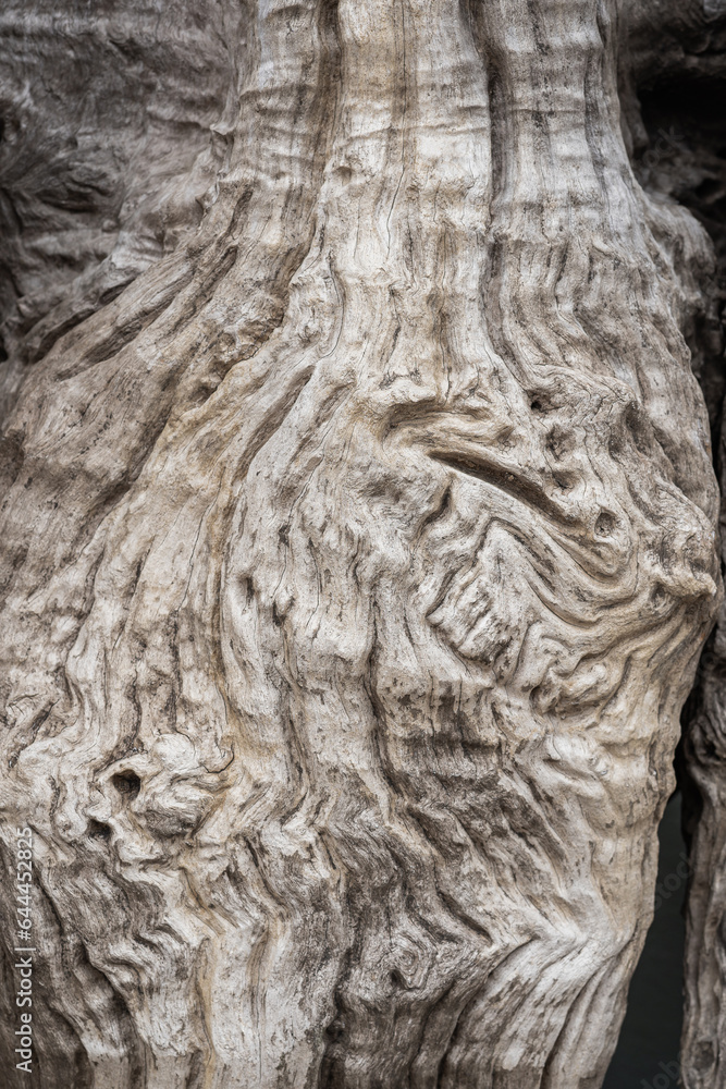 Beautiful background and textured of Fagraea Fragrans, Ironwood, or ...
