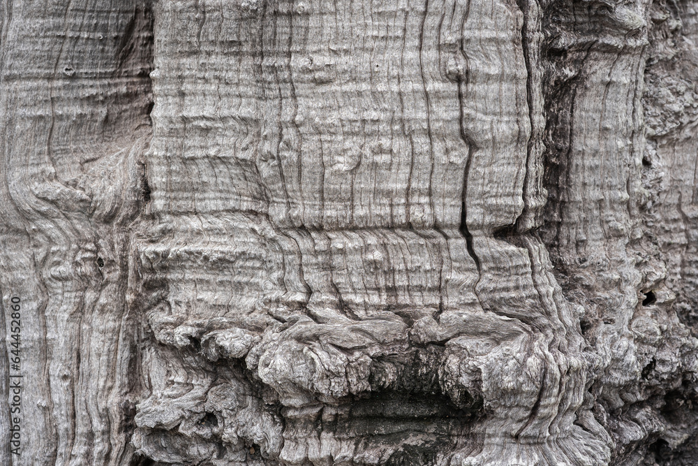 Beautiful background and textured of Fagraea Fragrans, Ironwood, or ...