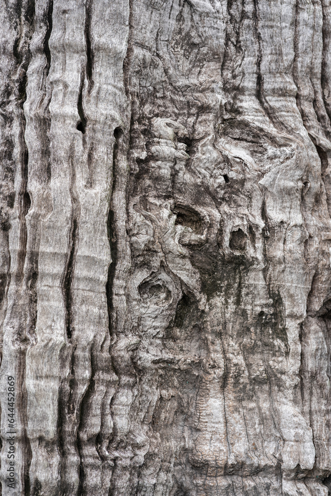 Beautiful background and textured of Fagraea Fragrans, Ironwood, or ...