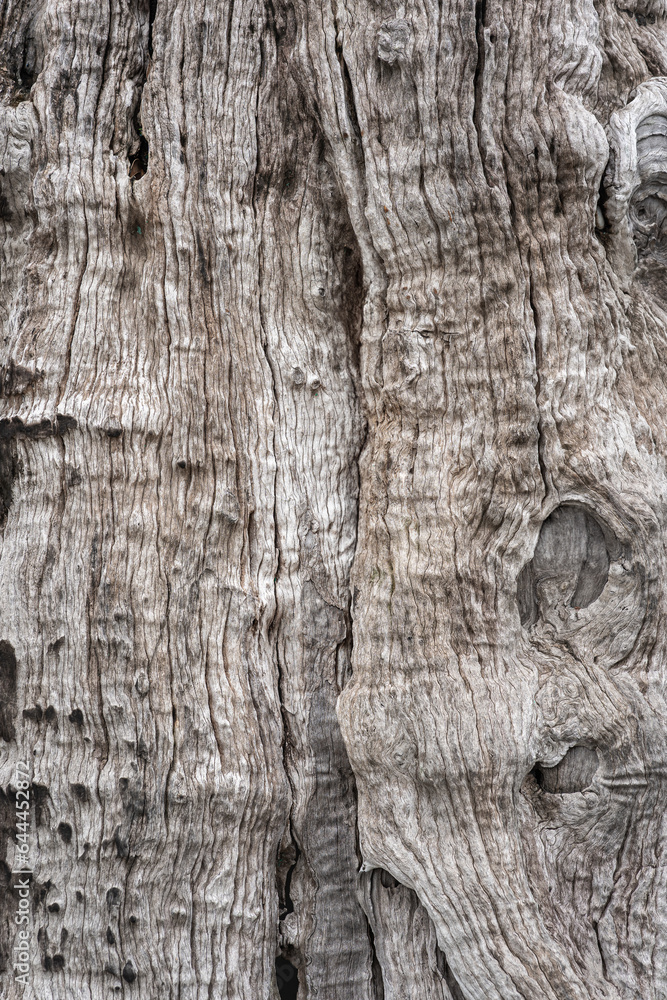 Beautiful background and textured of Fagraea Fragrans, Ironwood, or ...