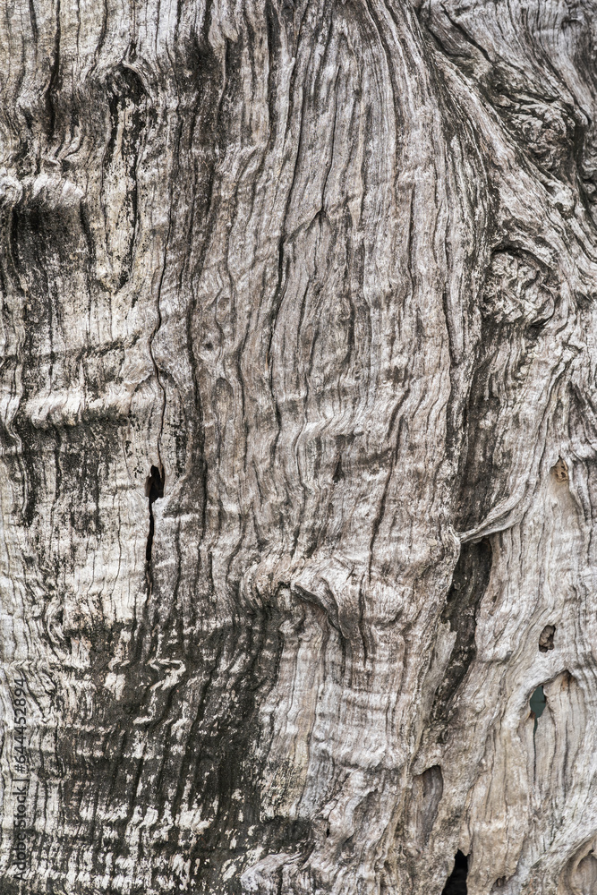 Beautiful background and textured of Fagraea Fragrans, Ironwood, or ...