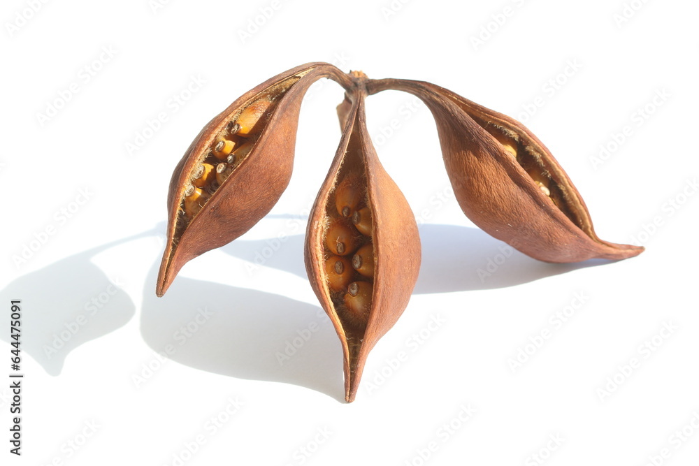seedpods of kurrajong (Brachychiton populneus) tree isolated on white ...