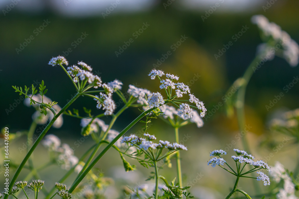 Conium maculatum, colloquially known as hemlock, poison hemlock or wild ...