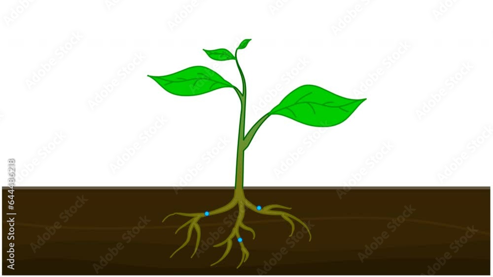 Transpiration stages in plants animation. Roots absorb water movement ...