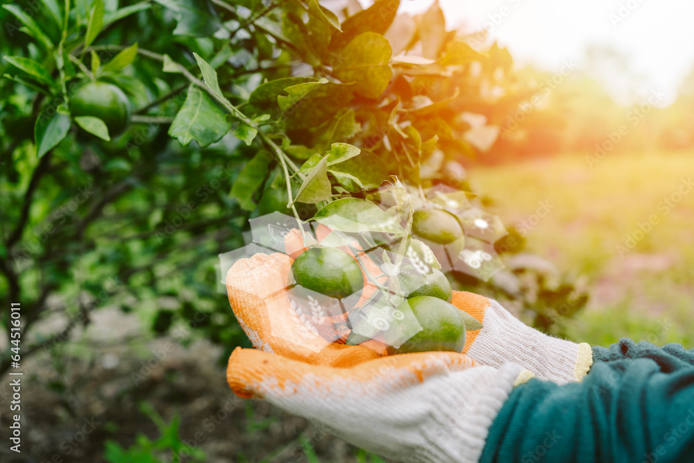 Farmer Hand Holding Product of Agriculture with Rural Innovation ...