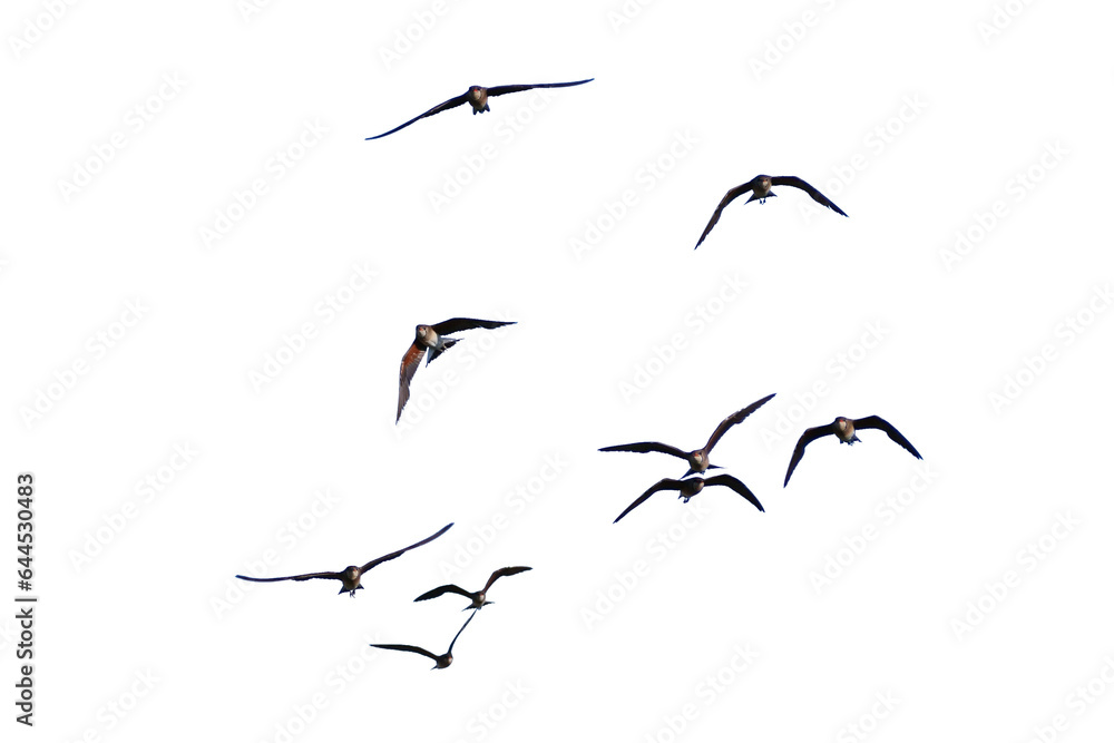 A real photo of a bird in flight on a transparent background. Stock ...