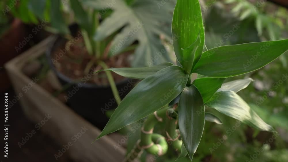 Botany. Top view of a Dracaena sanderiana, also known as Lucky Bamboo ...