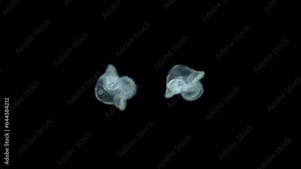 Pilidium larva of worm Heteronemertea under microscope, genus ...