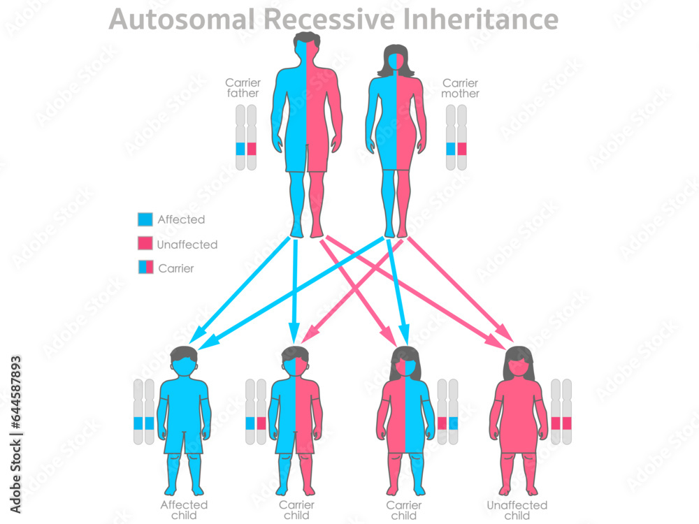 Recessive autosomal inheritance. Carrier parents, father, mother ...