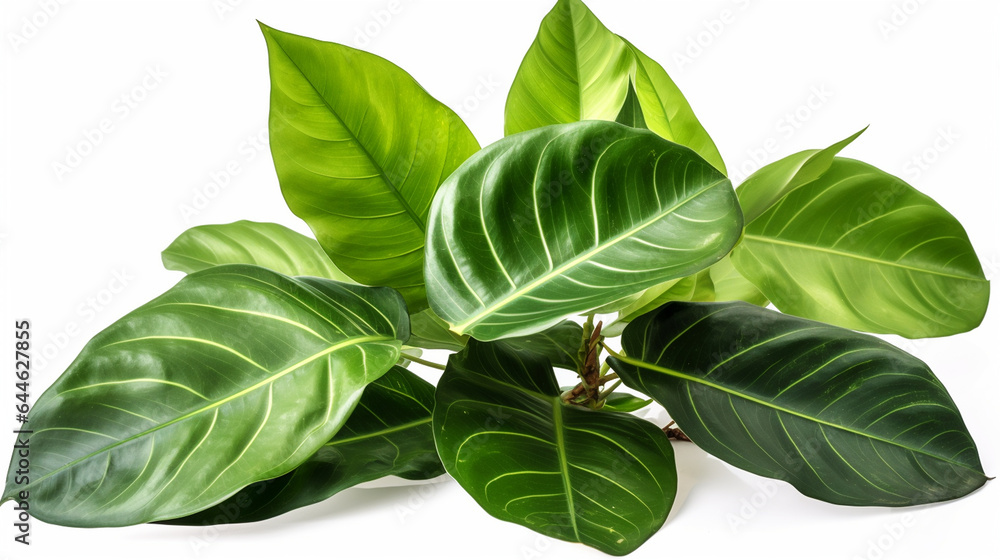 Green leaves of Homalomena plant (Homalomena Rubescens) the tropical ...