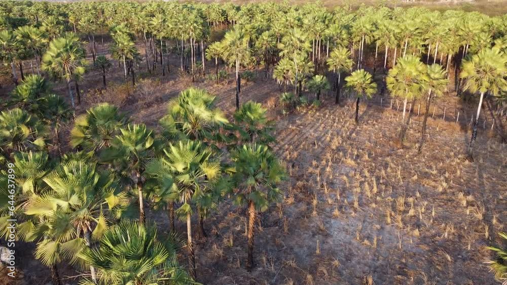 carbaúba, carnaubal, carnaubais, mata de carnaúba, carnaúba da caatinga ...