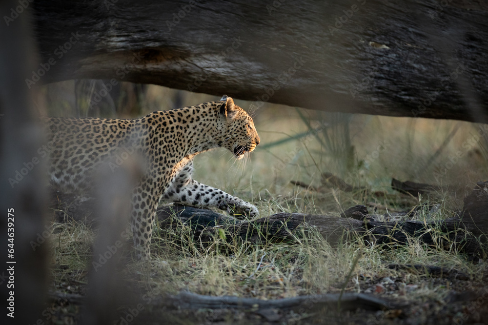 The last rays of light illuminate the face and wiskers of a leopard who ...