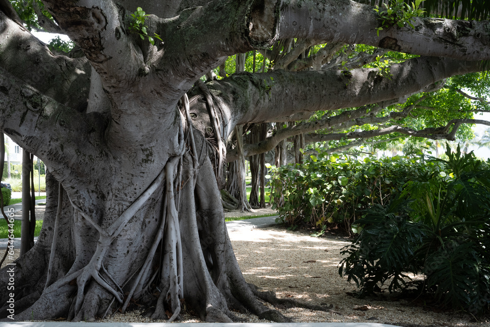 Foto de An aged banyan tree in a landscaped tropical climate showing ...