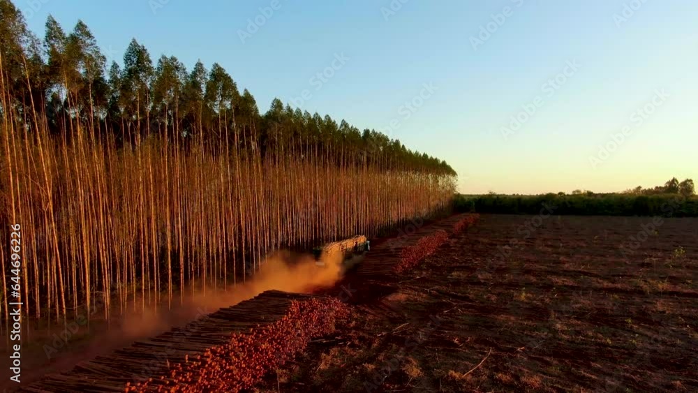 Logging truck drives over a dusty road next to logged trees during ...
