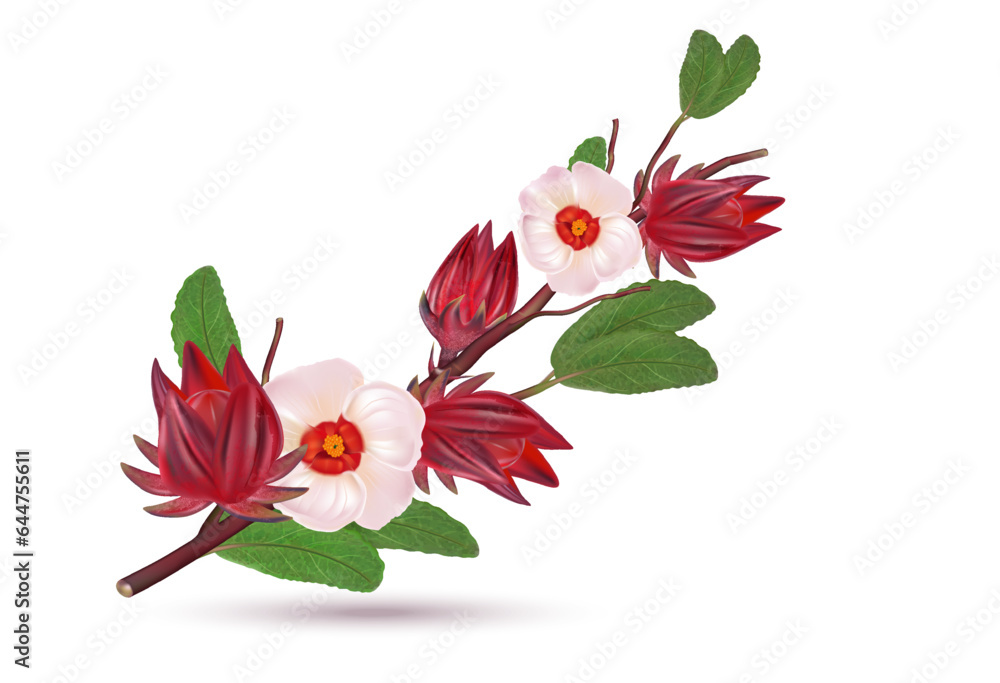Roselle fruits group isolated on white background. Realistic vector in ...