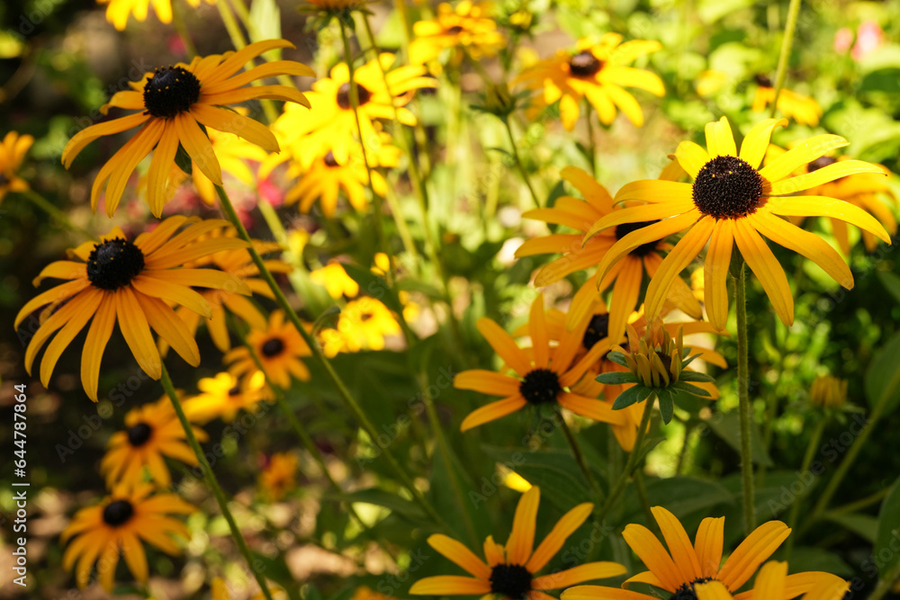 Yellow flowers of Rudbeckia. Rudbeckia plants, the Asteraceae yellow ...
