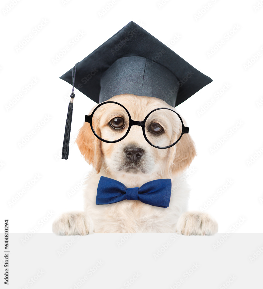 Smart Golden retriever puppy wearing black graduation hat and ...