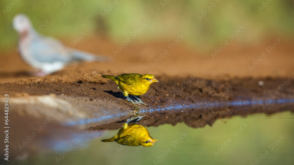 Spectacled Weaver along waterhole with reflection in Kruger National ...