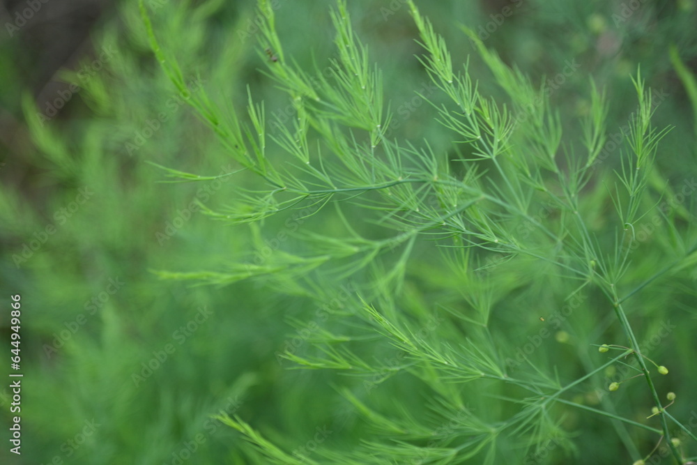 gradient of green color, texture of asparagus branches, green natural ...