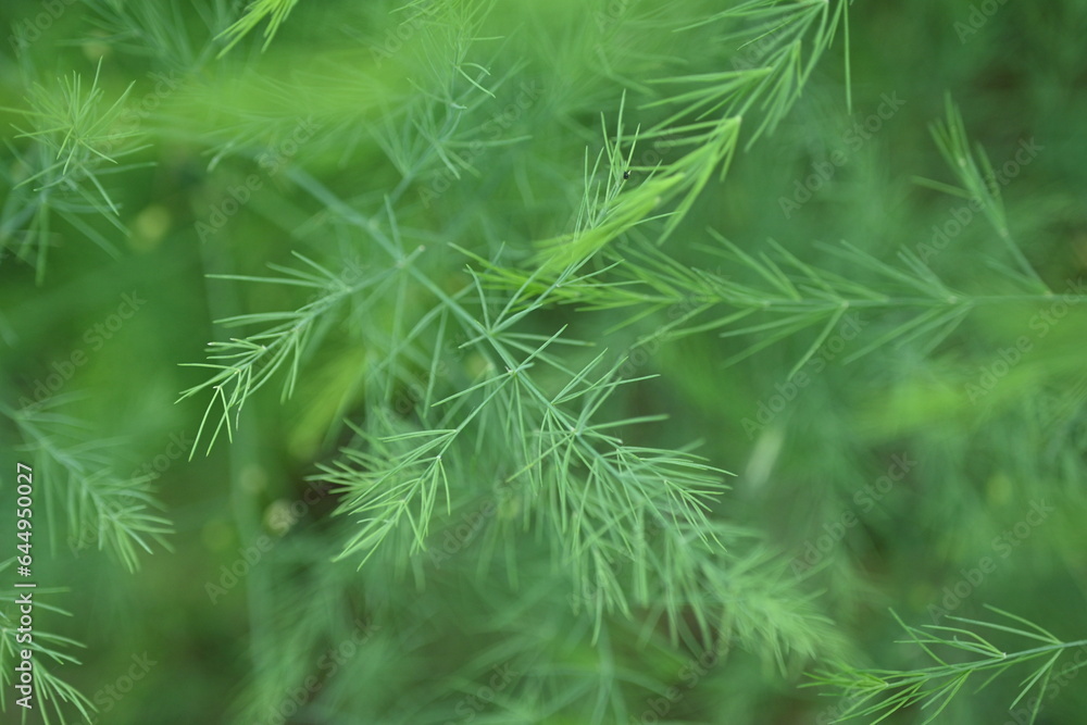 gradient of green color, texture of asparagus branches, green natural ...