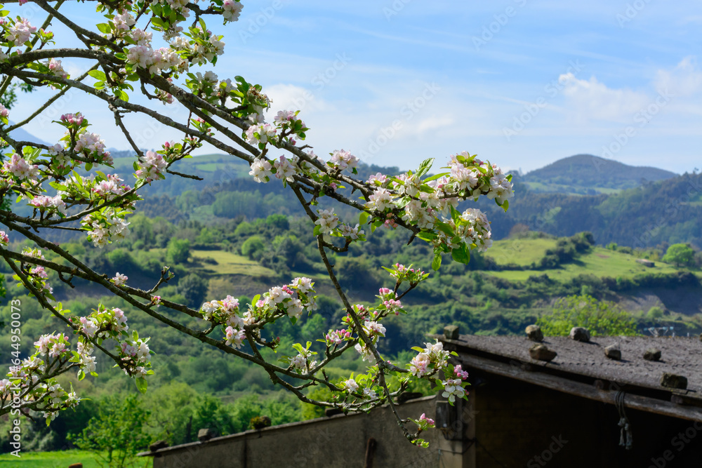 Apple tree orchards in Asturias, spring white blossom of apple trees ...
