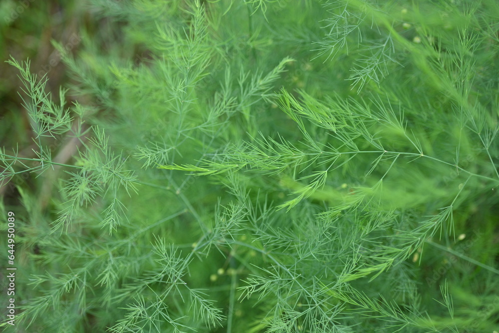 gradient of green color, texture of asparagus branches, green natural ...