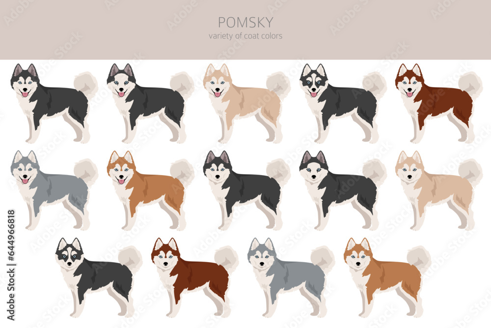 Pomsky clipart. Pomeranian Husky mix. Different coat colors set Stock ...