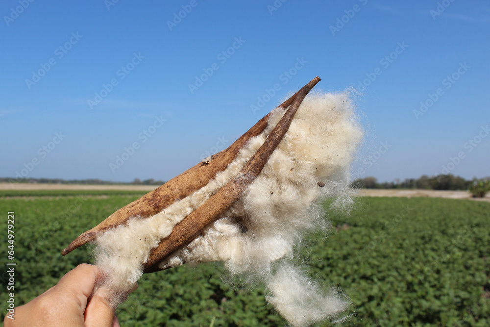 Dried fruit of Ceiba pentandra plant, produce cotton-like fluff known ...