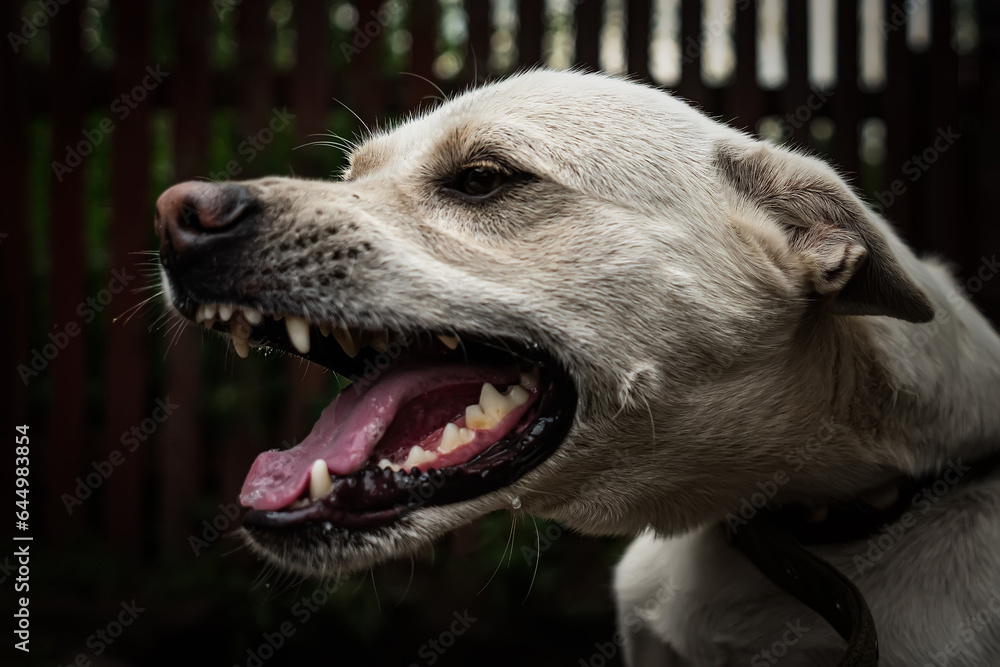 Aggressive dog shows dangerous teeth. German sheperd attack. Head ...