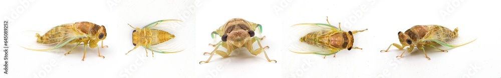 Cicada on white background. Multiple views and angles. Teneral young ...