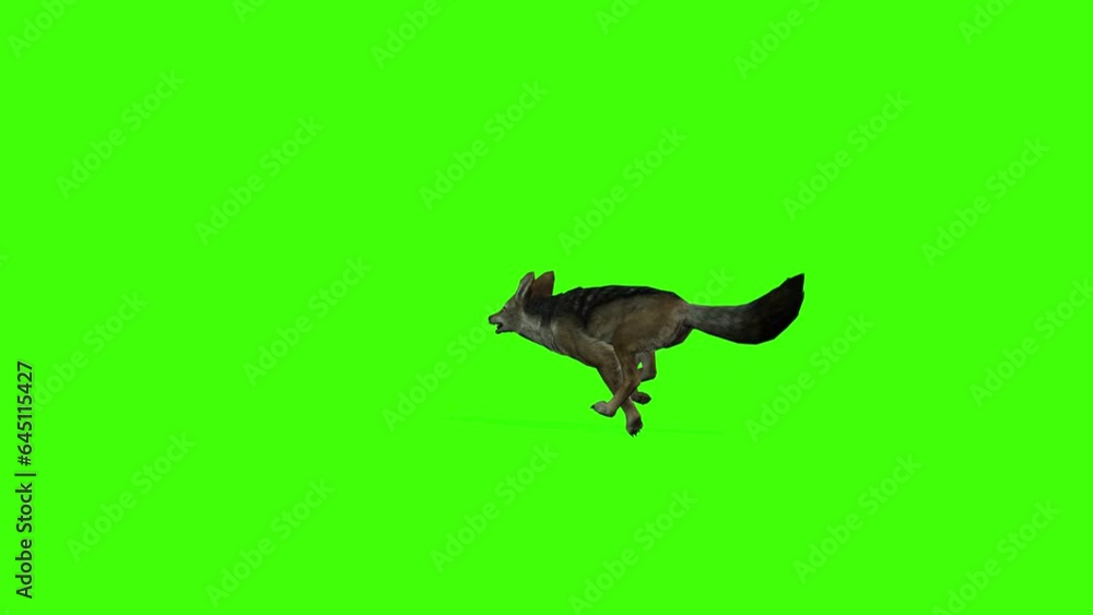 3D Golden jackal fast running entering the right side and out on the ...