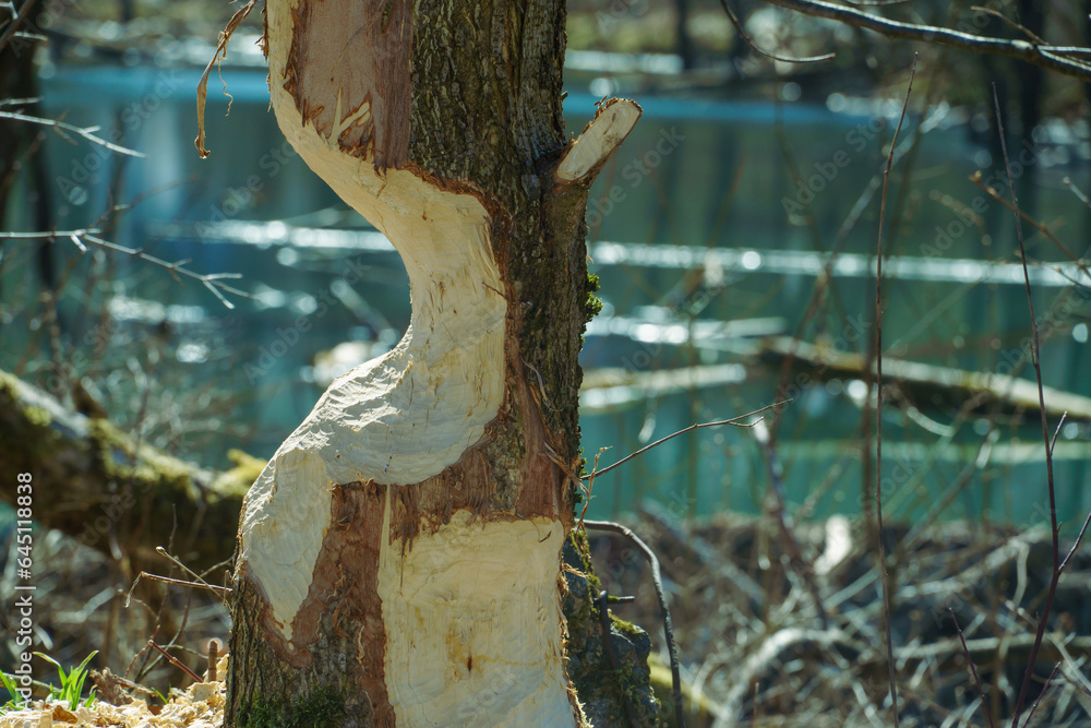 Damage to the tree trunk from beaver teeth. A tree, almost cut down by ...