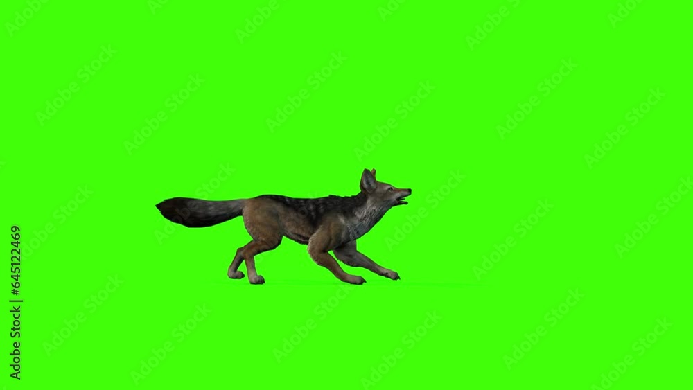 3D realistic Jackal barking with walk cycle side view loop animation on ...