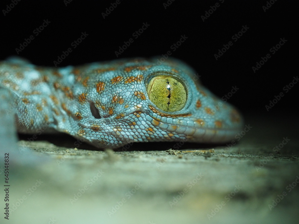 The house gecko (Gekko gecko) or simply called gecko by common people ...