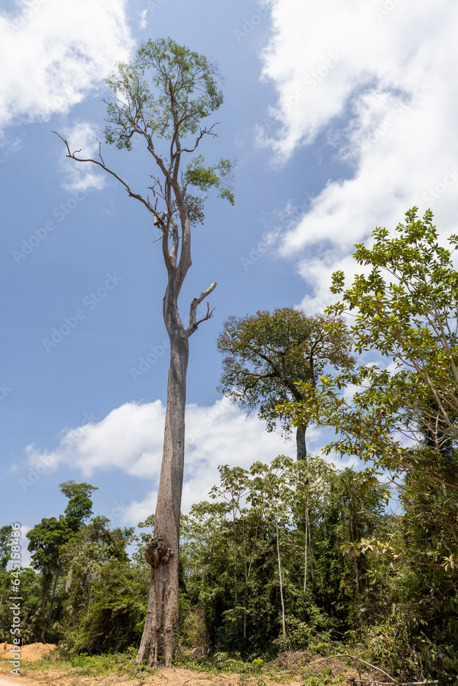 Huge tree at the famous earth road Transamazonica towards Santarém ...