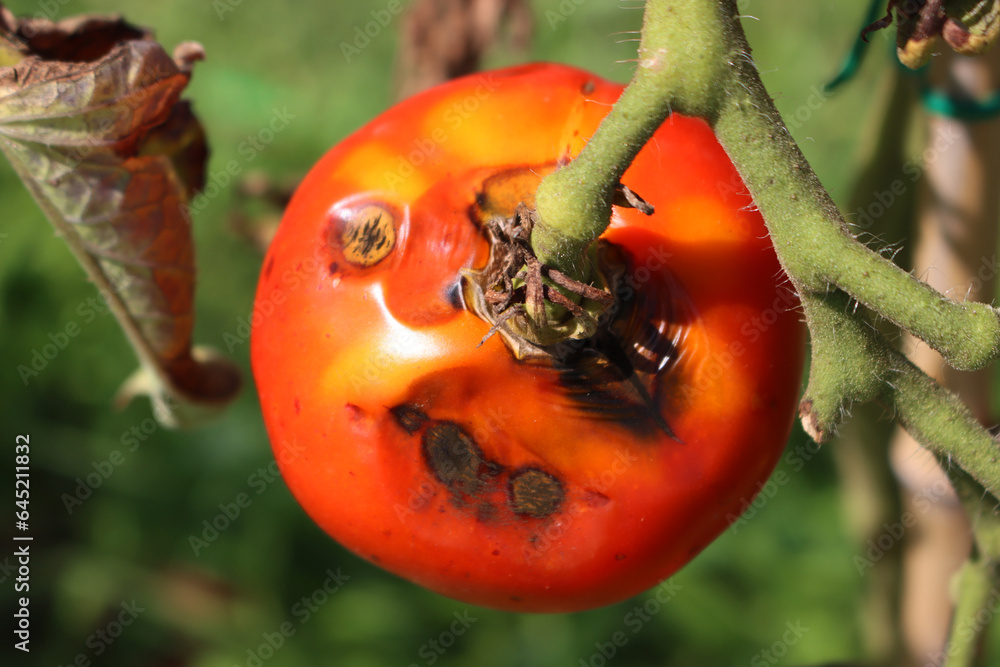 Big red ripe Tomatoes damagede by late blight disease in the vegetable ...