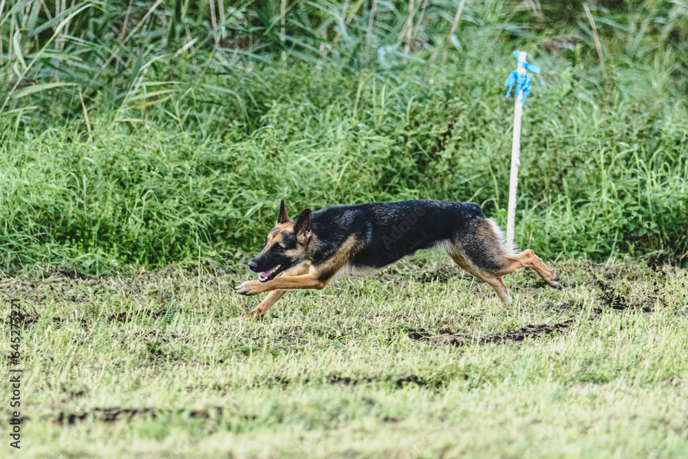 Dog running fast and chasing lure across green field at dog racing ...