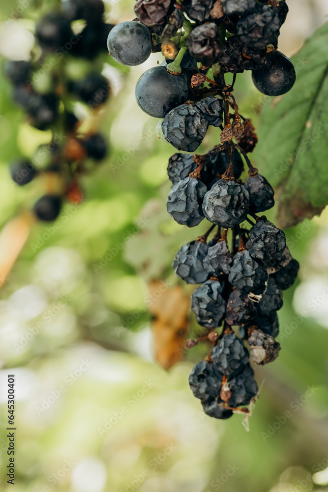 Lost harvest of blue grapes. Wrinkled withered grapes close up. A bunch ...