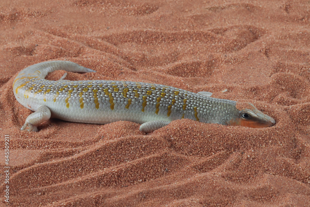 Sandfish lizards are trying to hide under the sand, Sandfish lizard ...