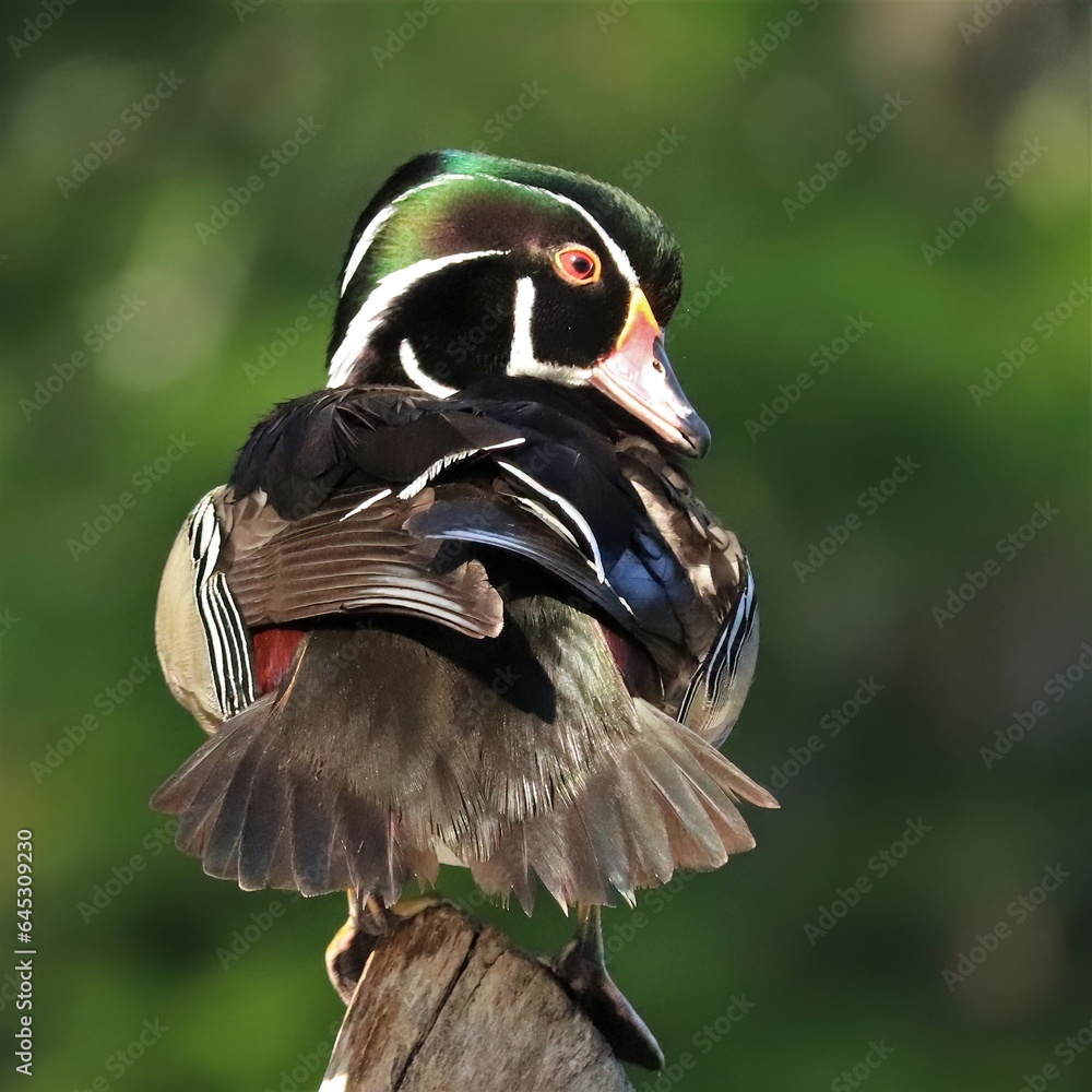 Gorgeous Handsome Male Wood Duck Kayaking Paddle Trail Silver Springs ...