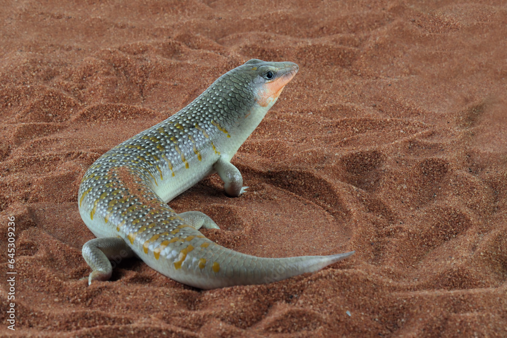 Sandfish lizards are trying to hide under the sand, Sandfish lizard ...