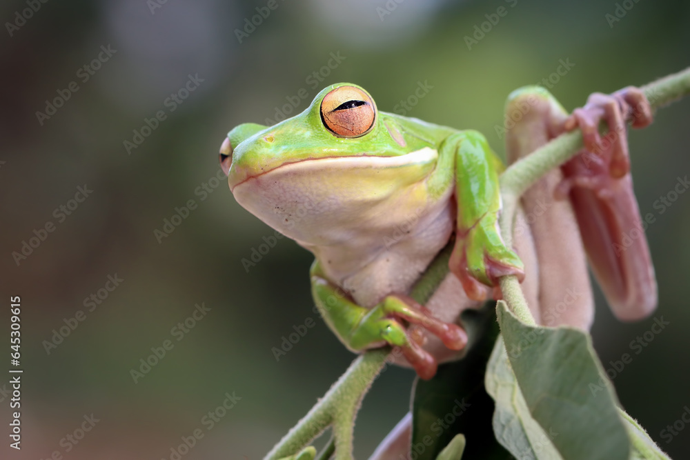 White-lipped tree frog (Litoria infrafrenata) on dry leaves, white ... White-lipped tree frog (Litoria infrafrenata) on dry leaves, white ...