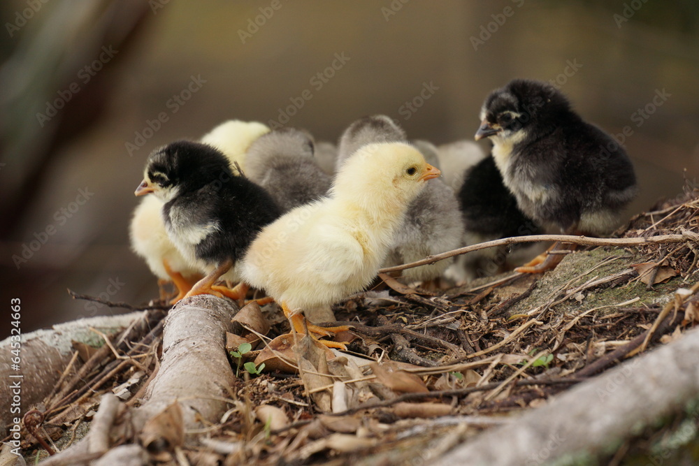 Grupo de pollitos recién nacidos de distintos colores con pelaje de ...