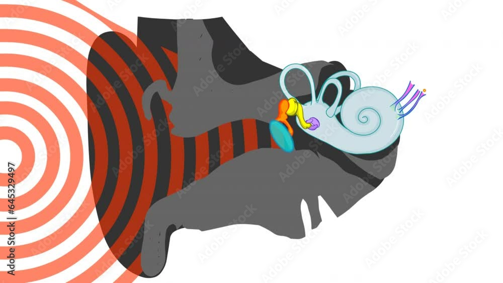 How we do hear. Sound journey animation. Ear anatomy article. Structure ...